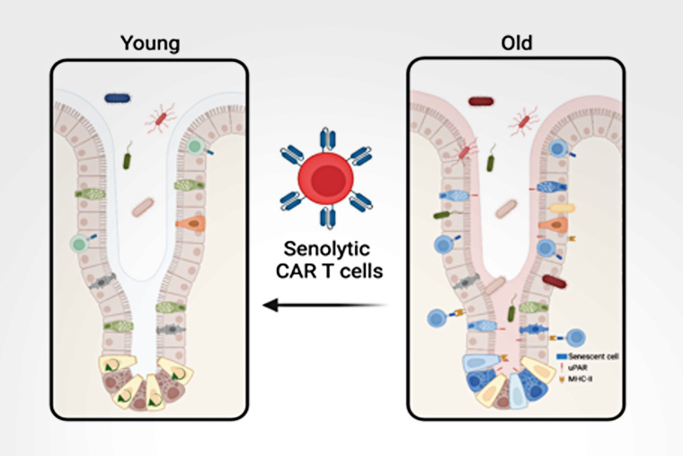 New Preprint Amor Lab